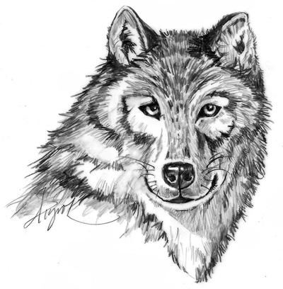 Northeastern wolves: The past, present and future | Outdoors | vtcng.com
