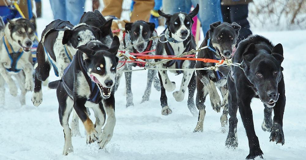Sled dog races slide through Morristown | Local News | vtcng.com