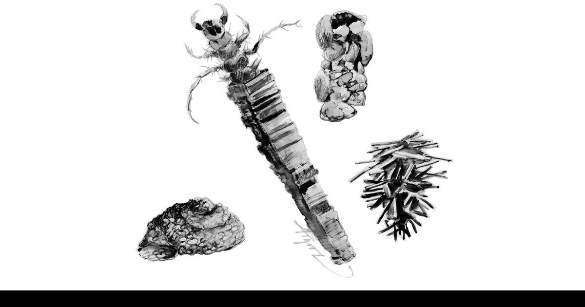 Six-legged creatures: denizens of the winter stream | Spotlight | vtcng.com