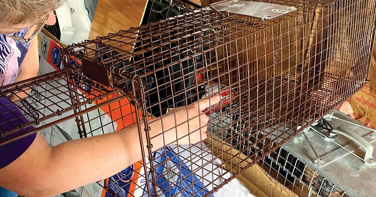 Meet Sue, pet sleuth extraordinaire | News | vtcng.com