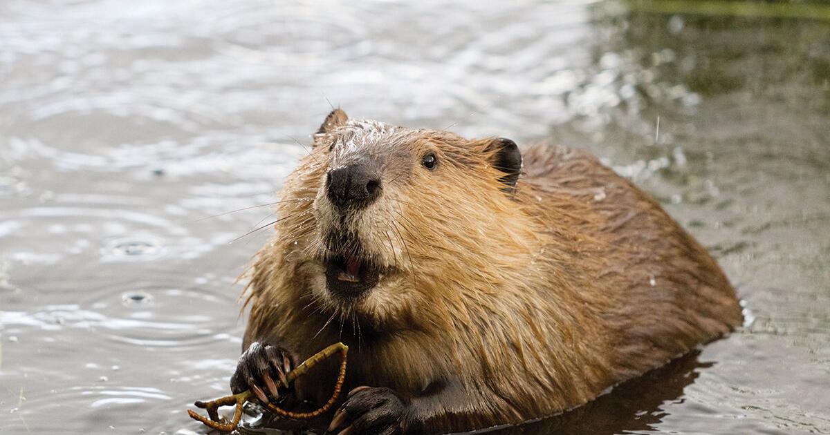 Protect Our Wildlife gets grant to help us coexist with beavers | Local ...