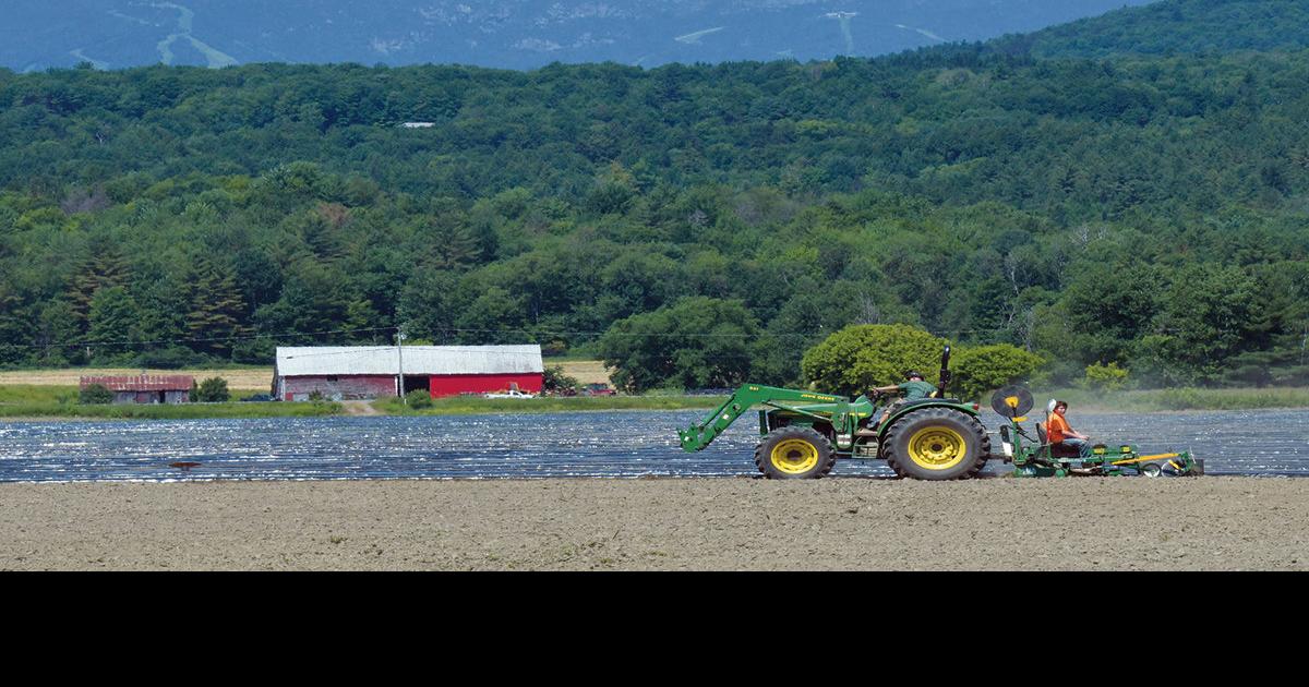 Hemp replaces corn in local fields | Local News | vtcng.com