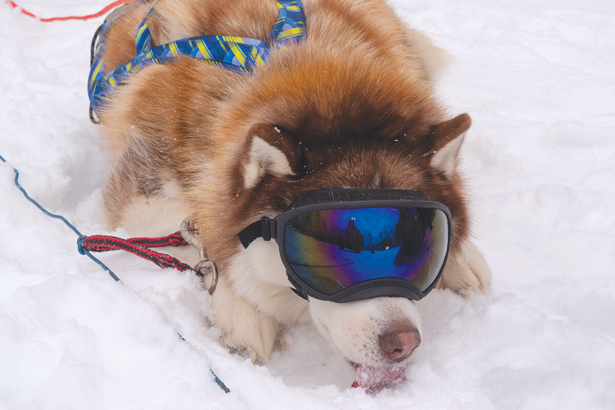 Cambridge huskies spread love throughout the state | Spotlight | vtcng.com