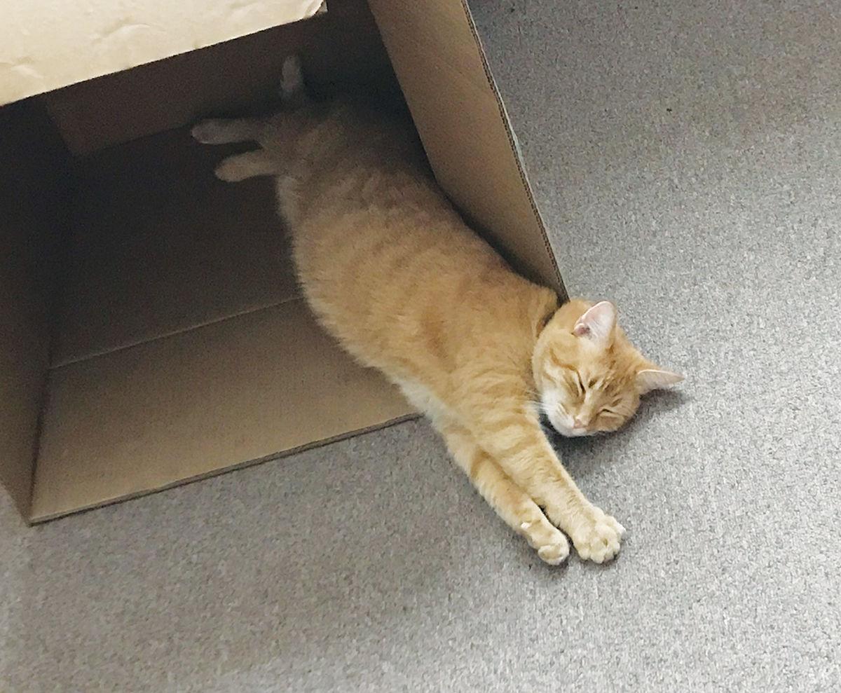 Jax the Cat now mayor in Wolcott | Local News | vtcng.com