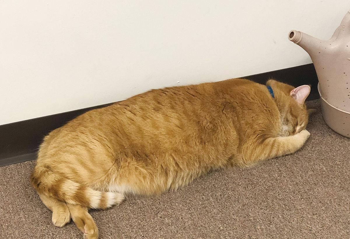 Jax the Cat now mayor in Wolcott | Local News | vtcng.com