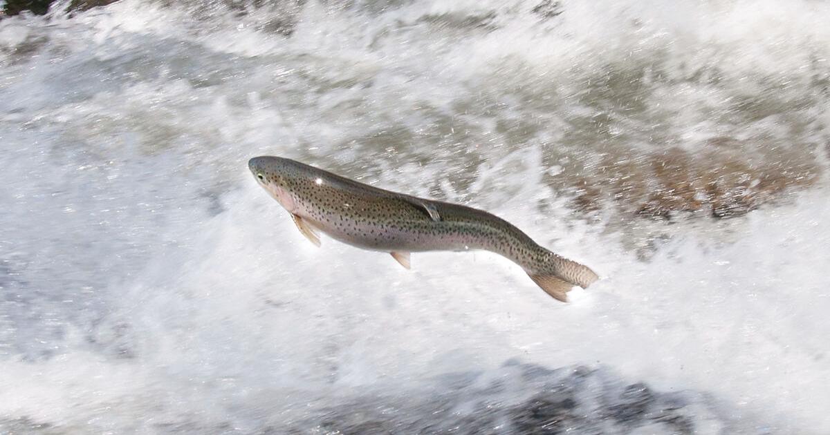 Jumping steelhead | Outdoors | vtcng.com