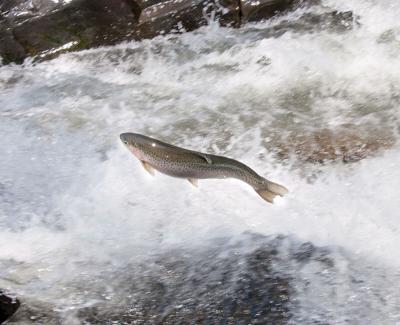 Jumping steelhead | Outdoors | vtcng.com