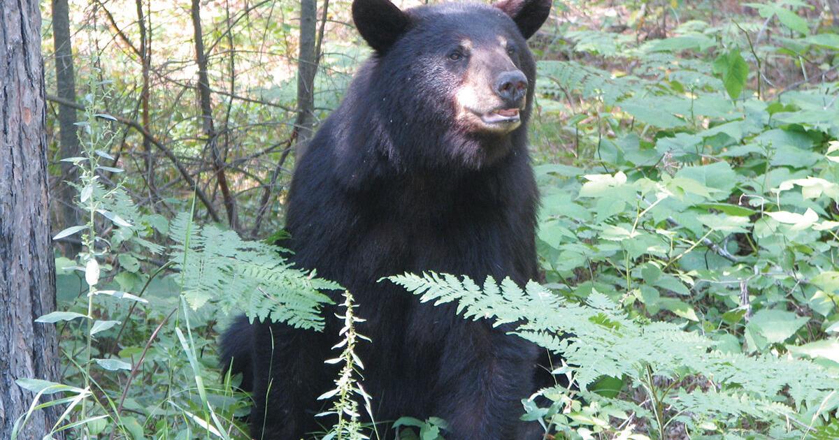 Vermont bear hunting season starts in September | State News | vtcng.com