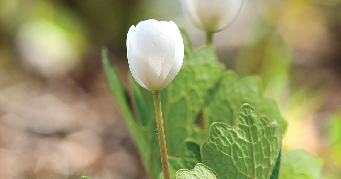 Insects help forest’s spring ephemerals thrive | Outdoors | vtcng.com