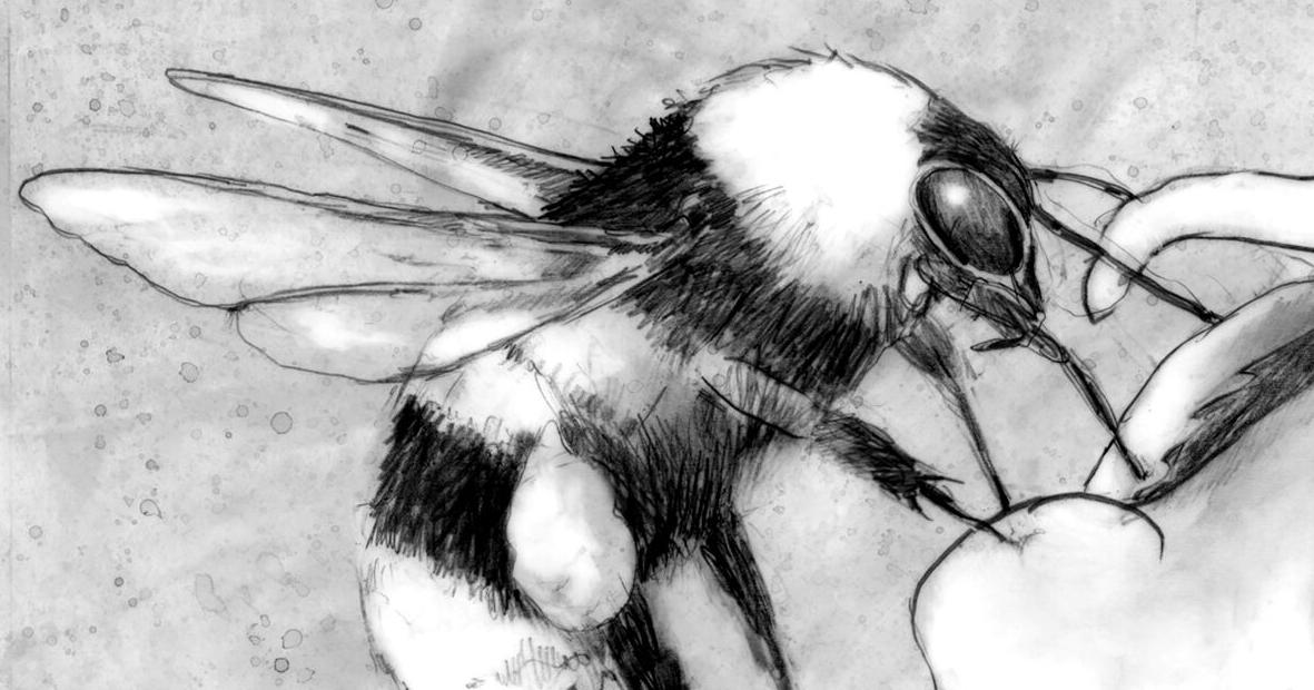 Queen season: bumble bees in spring get buzzing | Outside | vtcng.com