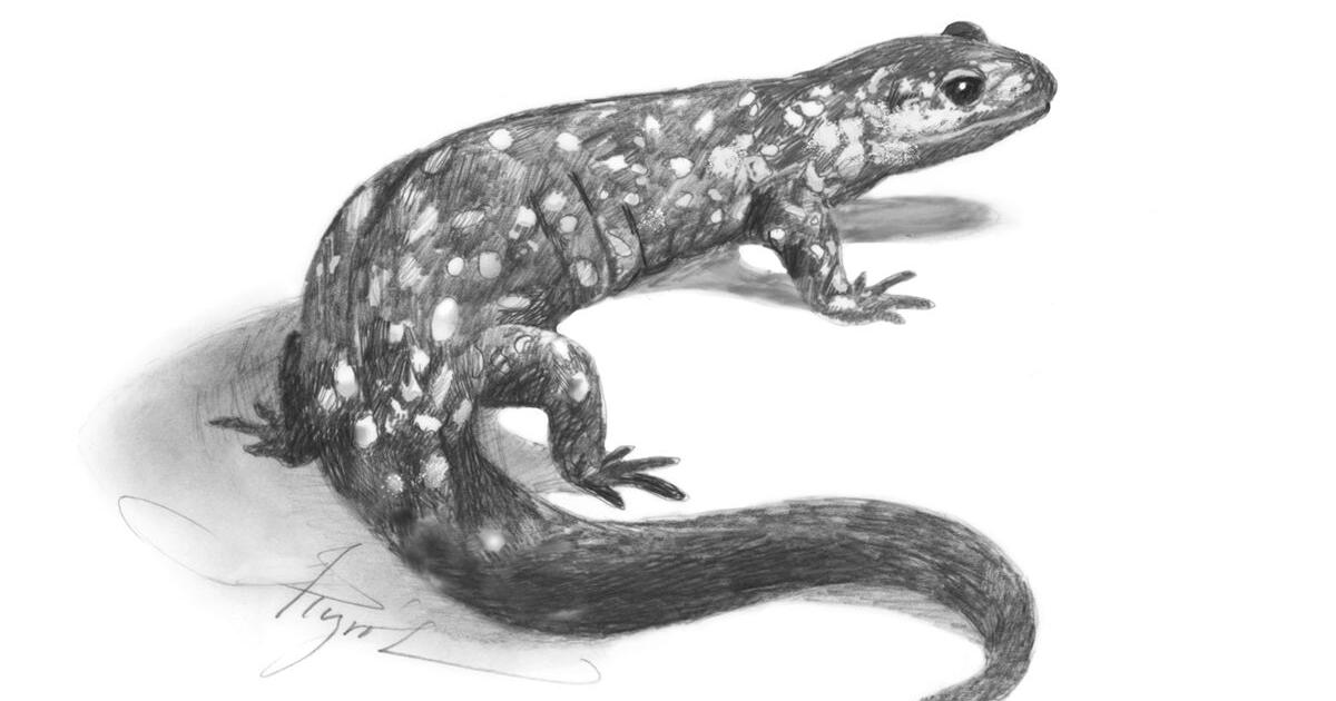 Hybrid salamanders reproduce through cloning | Outdoors | vtcng.com