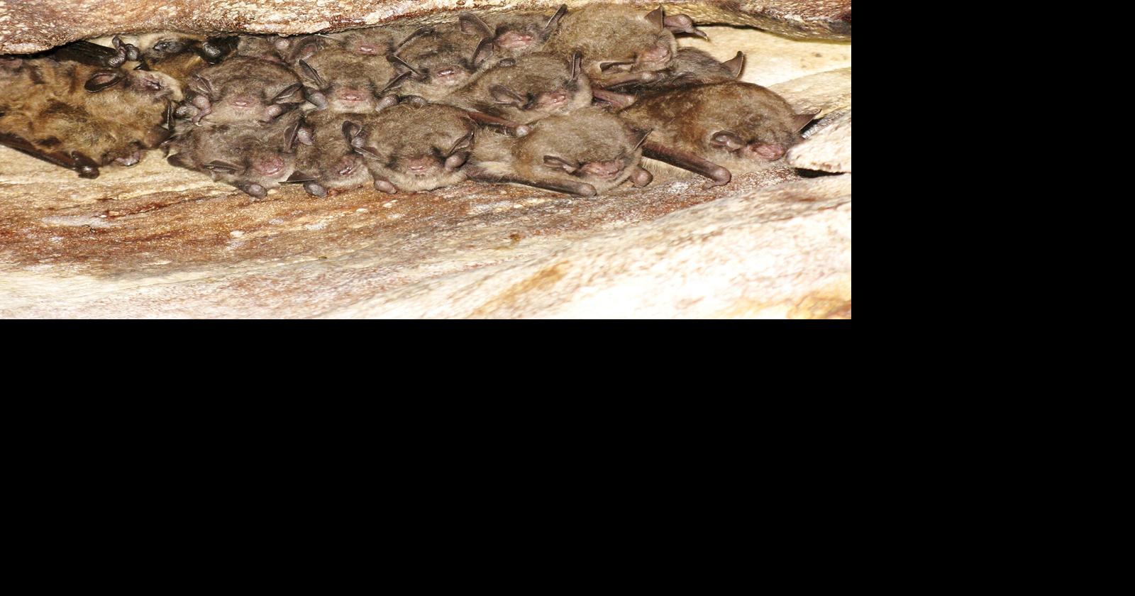 Endangered Indiana bat colony found in Hinesburg | Hinesburg News ...