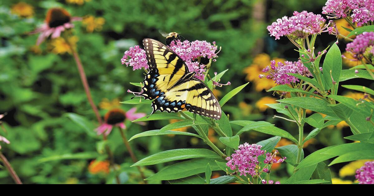 Learn about the Pollinator Pathway project at garden event May 11 ...