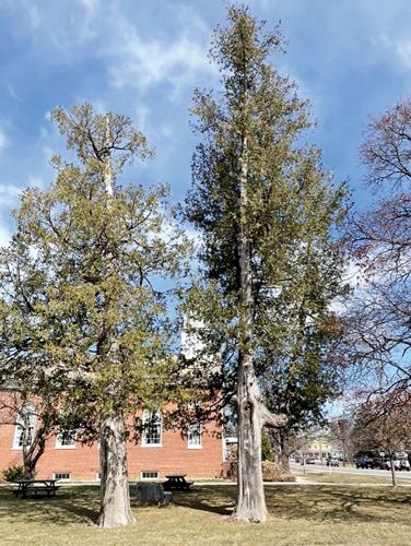 Champion trees offer more than just tall tales | Opinion Columns ...