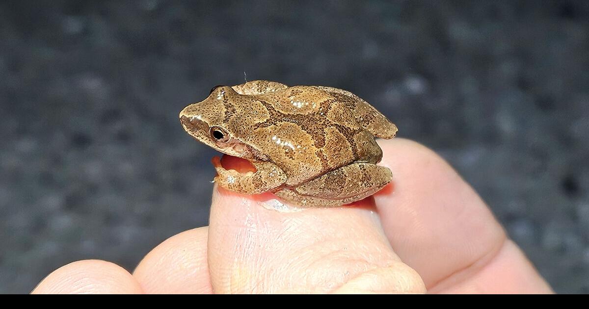 Slow down for frogs, other amphibians, state wildlife officials warn ...