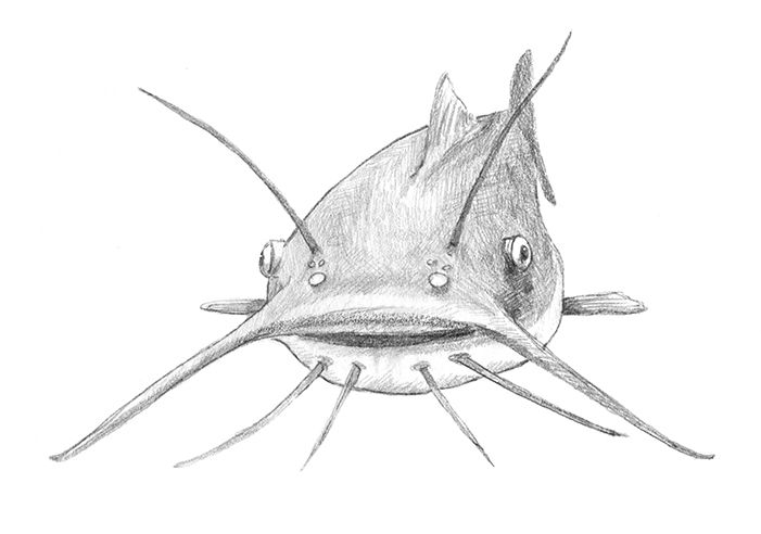 The humble hornpout: a bottom-feeding delicacy | Outdoors | vtcng.com