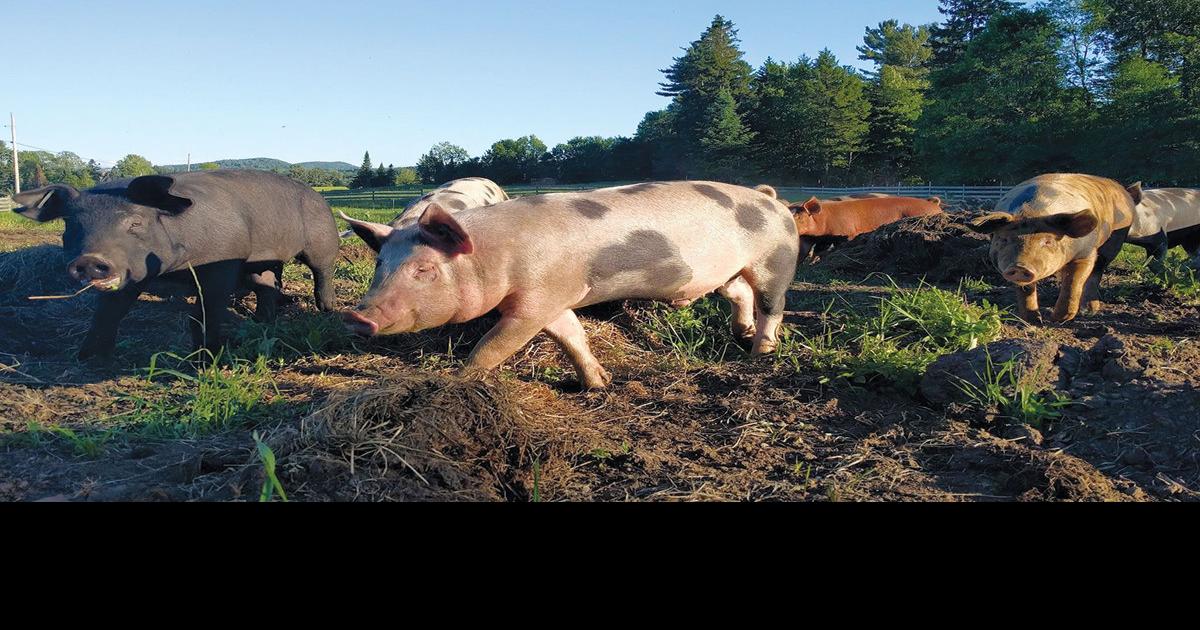 Pigs 'n the pumpkin patch | Vermont Made | vtcng.com