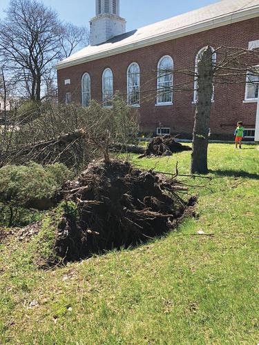 Triage for the trees: Removing trees for construction | Local News ...