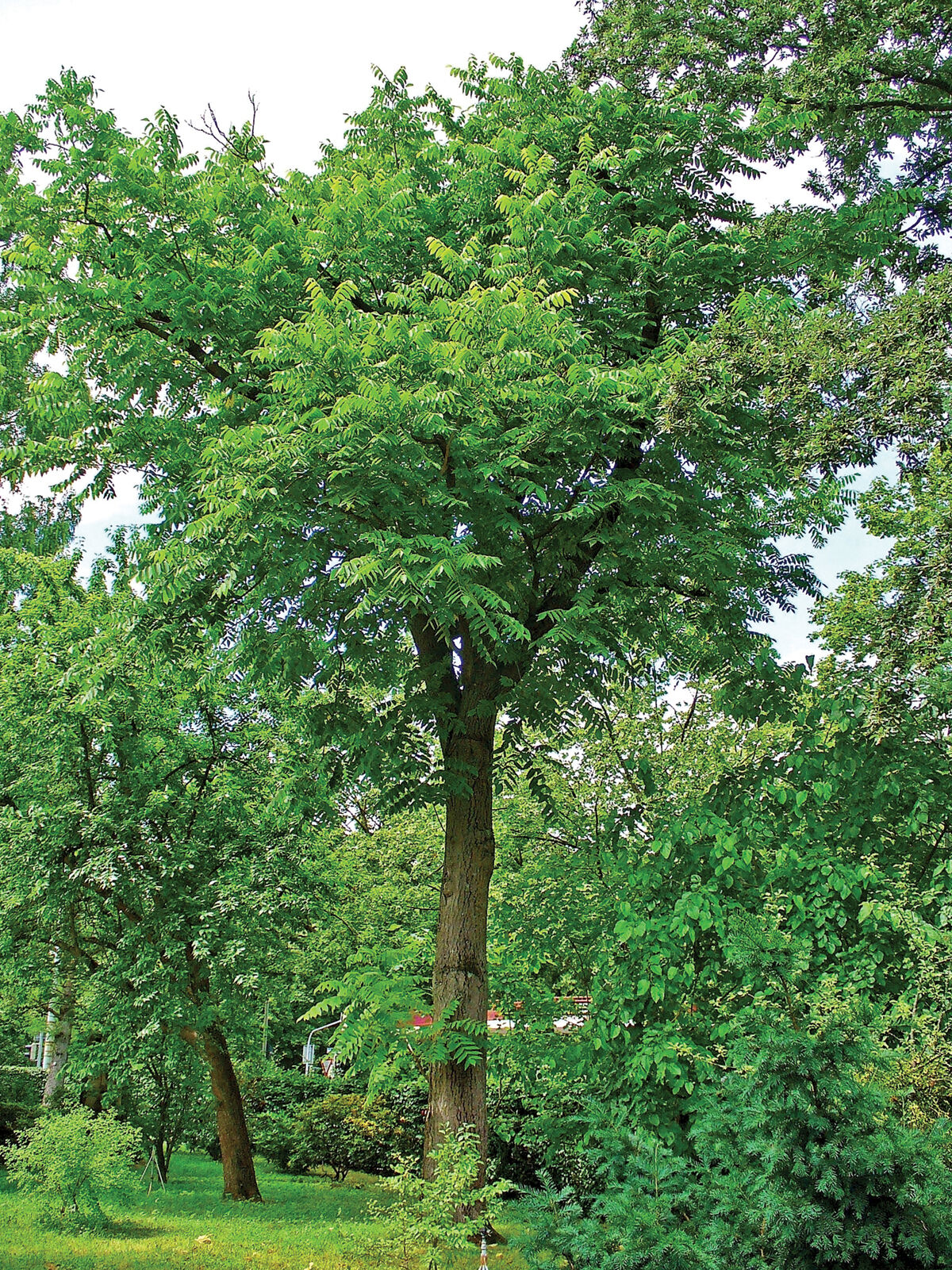 Butternut canker affects enigmatic Vermont tree | Outdoors | vtcng.com