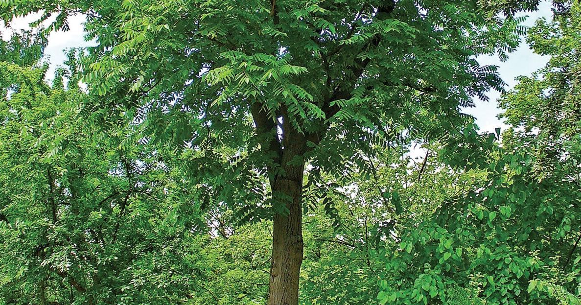 Butternut canker affects enigmatic Vermont tree | Outdoors | vtcng.com