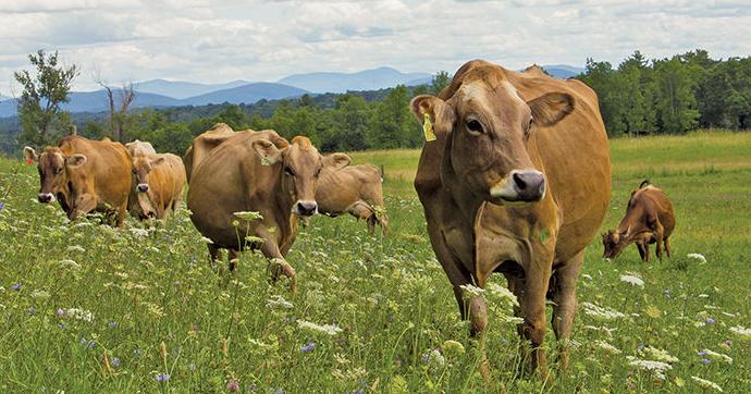 Meet the cows at Shelburne Farms dairy day | Community | vtcng.com