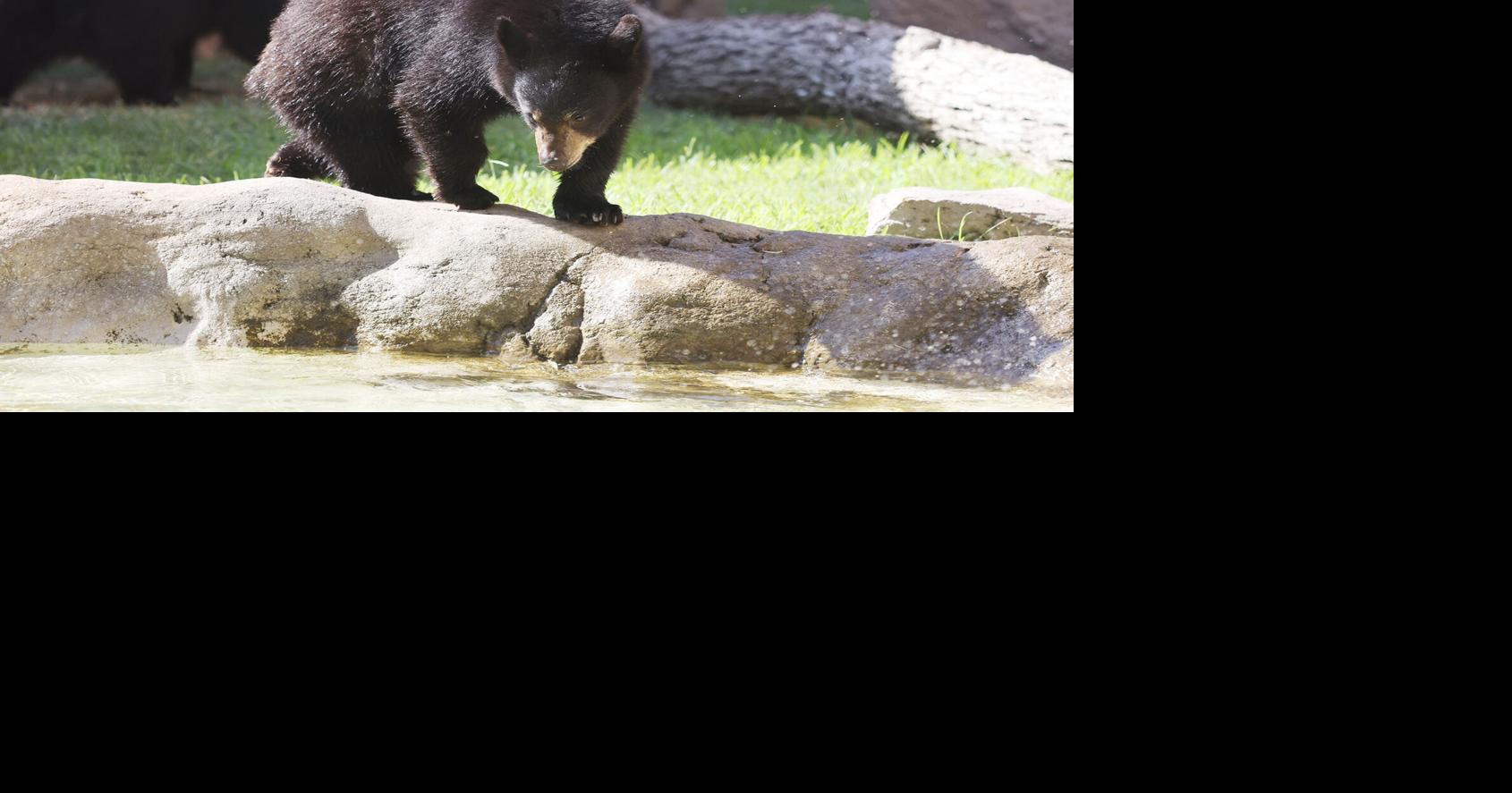 Baylor bear cubs Indy and Belle move into on-campus habitat