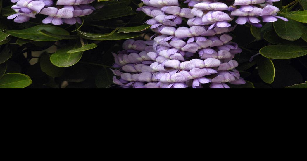 Sperry: Scale insects wreaking havoc with agave plant