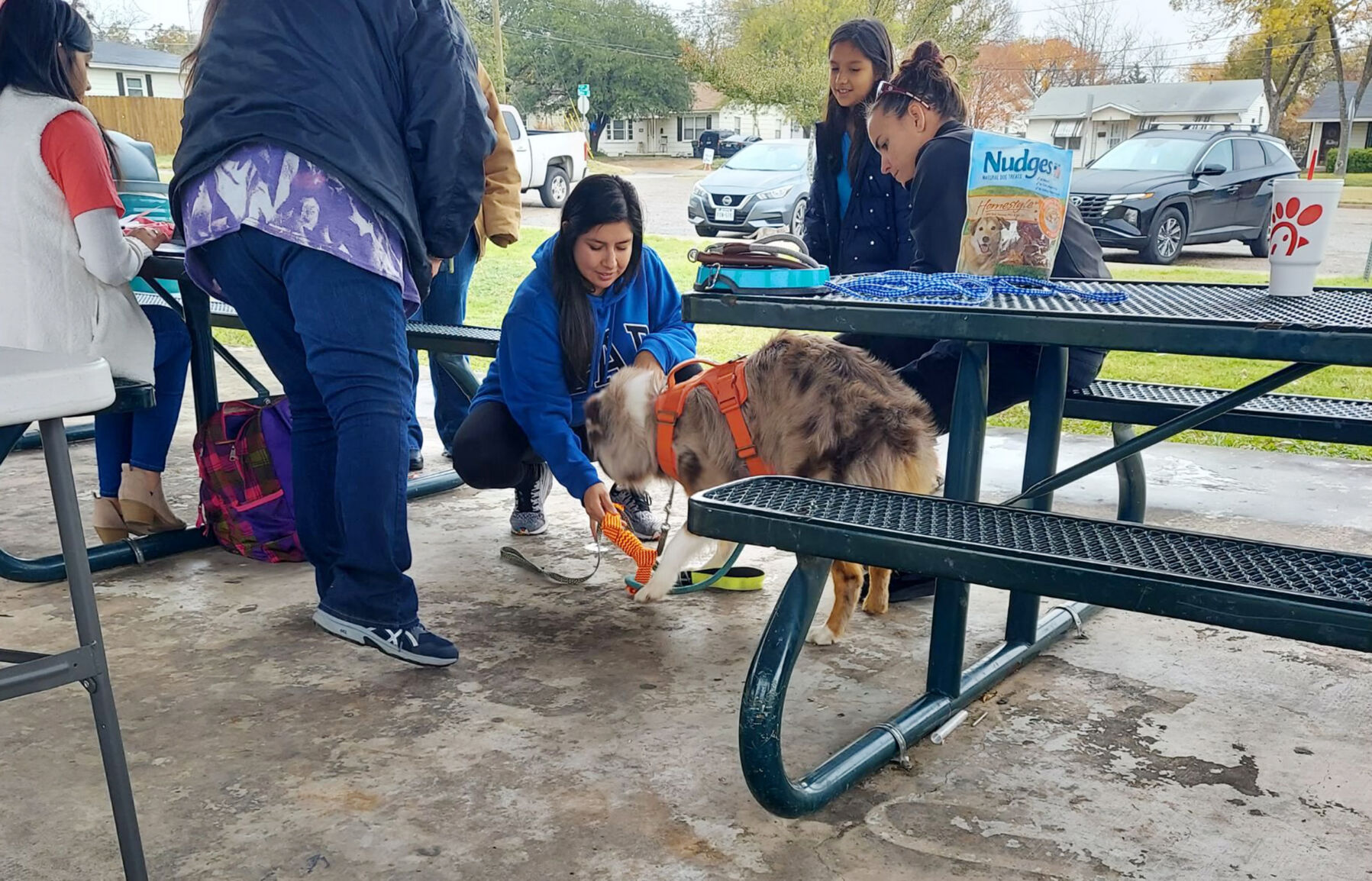 Waco Animal Coalition redoubles push for microchips as shelter remains ...
