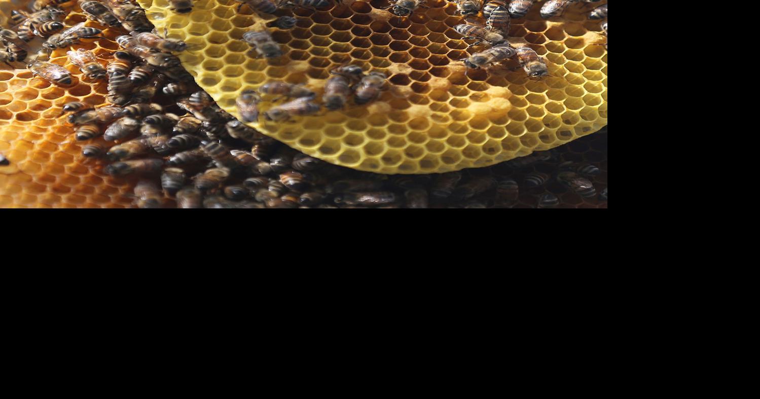 Texas Beekeepers to hold 145th annual convention in Waco