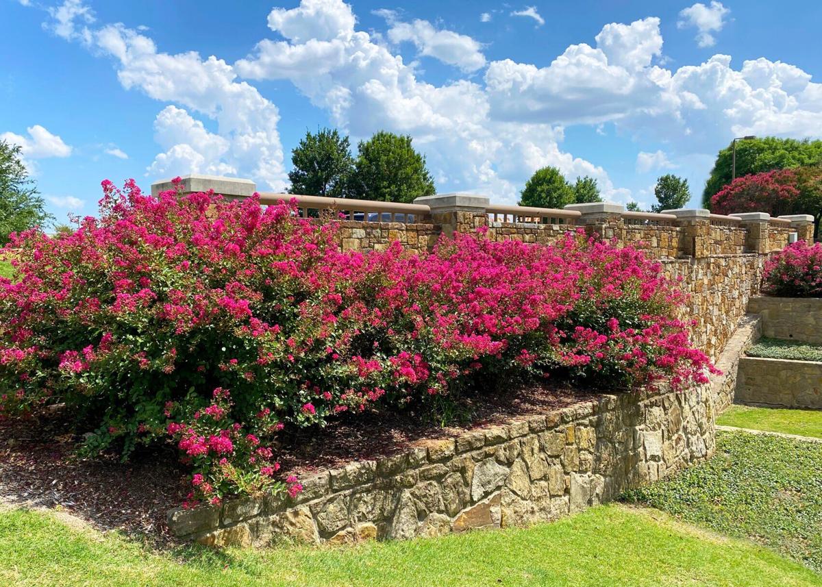 Neil Sperry: Find an alternative plan to topping crape myrtles