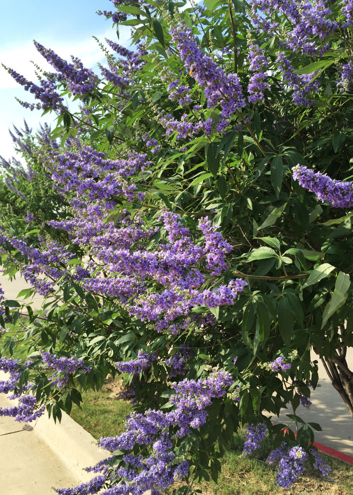 Vitex plants need full or nearly full sun to bloom