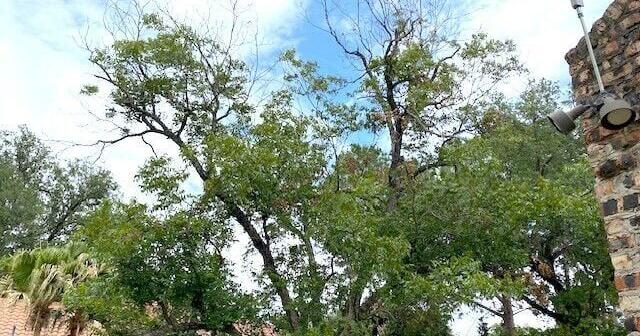 Neil Sperry - Texas oak tree galls; skunkvine will take over