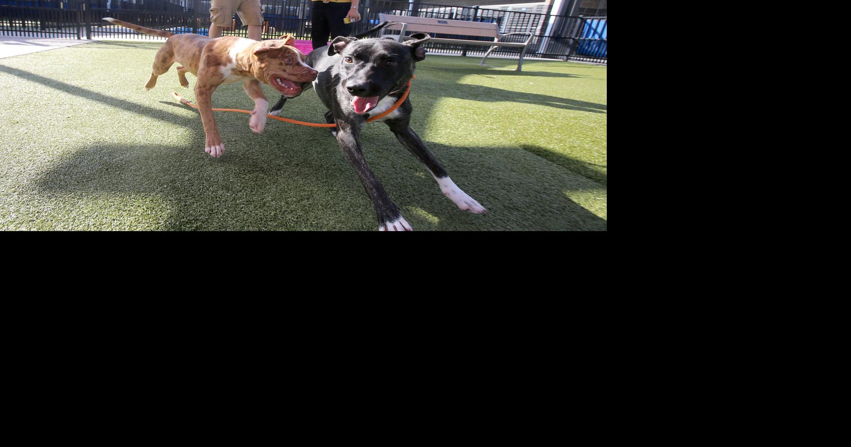 Pilot group to fly Waco shelter dogs to Idaho for adoption
