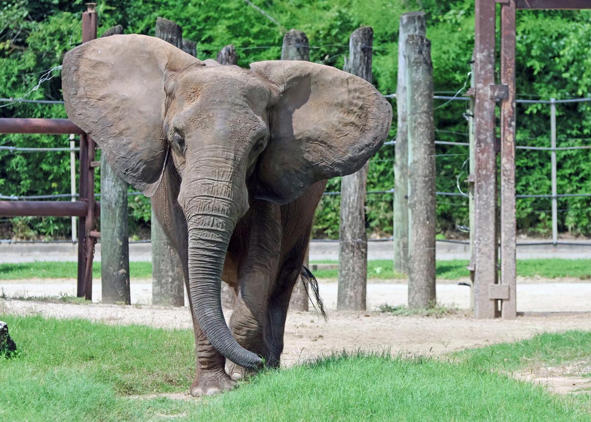 Aged tiger, elephant die Thursday at Cameron Park Zoo