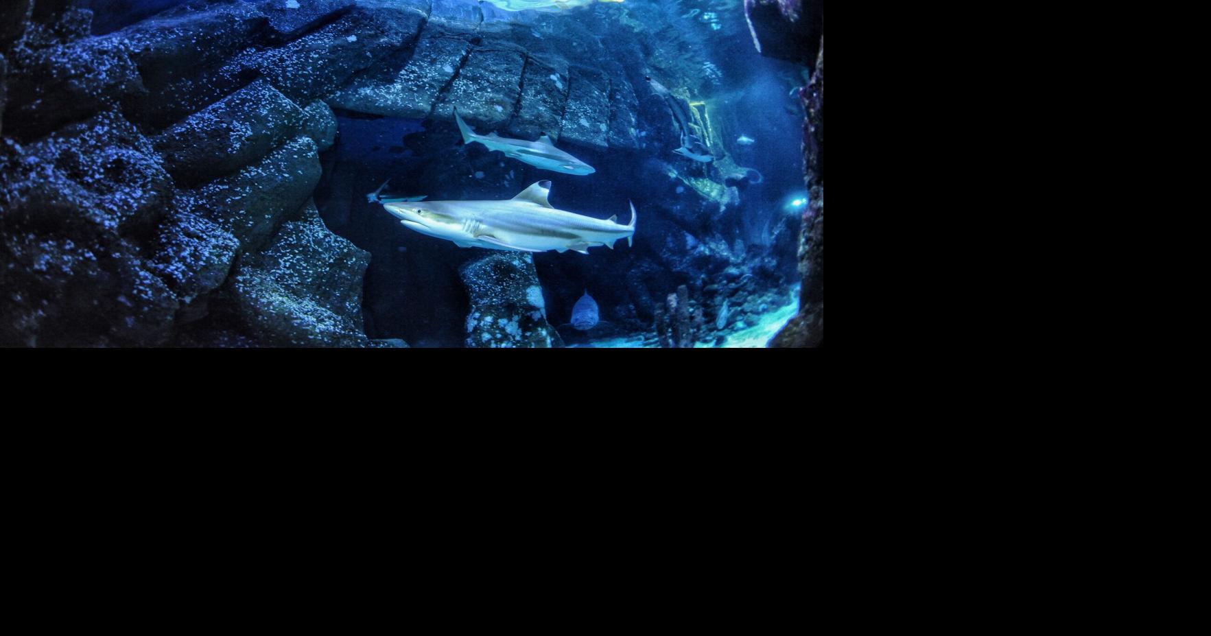 Sharks are famous for fearsome teeth, but ocean acidification could ...