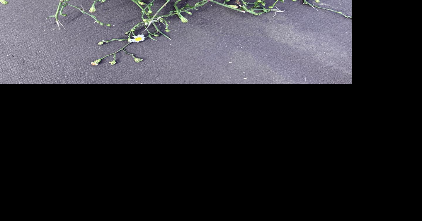 Neil Sperry: Roadside aster greets new resident of state