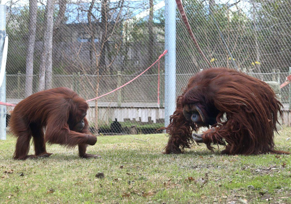 Cameron Park Zoo introduces new orangutan to public | Government ...