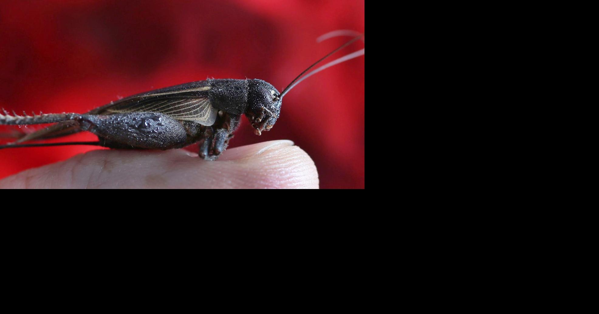 Cricket mating season arrives in Waco