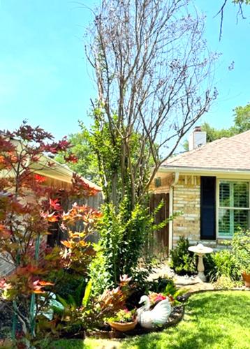 Neil Sperry: Half-dead crape myrtle needs to be cut back
