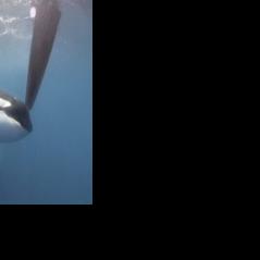 Orcas disrupt around-the-world Ocean Race in latest display of ...
