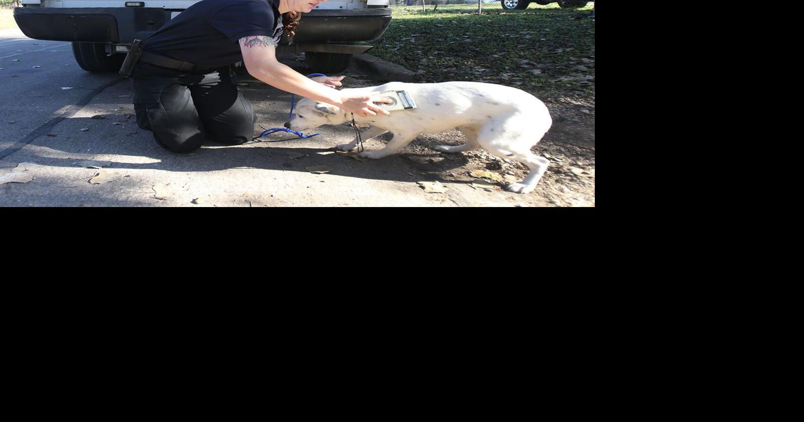 Waco’s new online pet finder could help Fido skip the shelter
