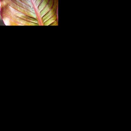 Neil Sperry: Leaf rollers can do a number on canna plants