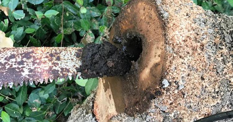 Neil Sperry: Decay in tree needs to be checked by arborist