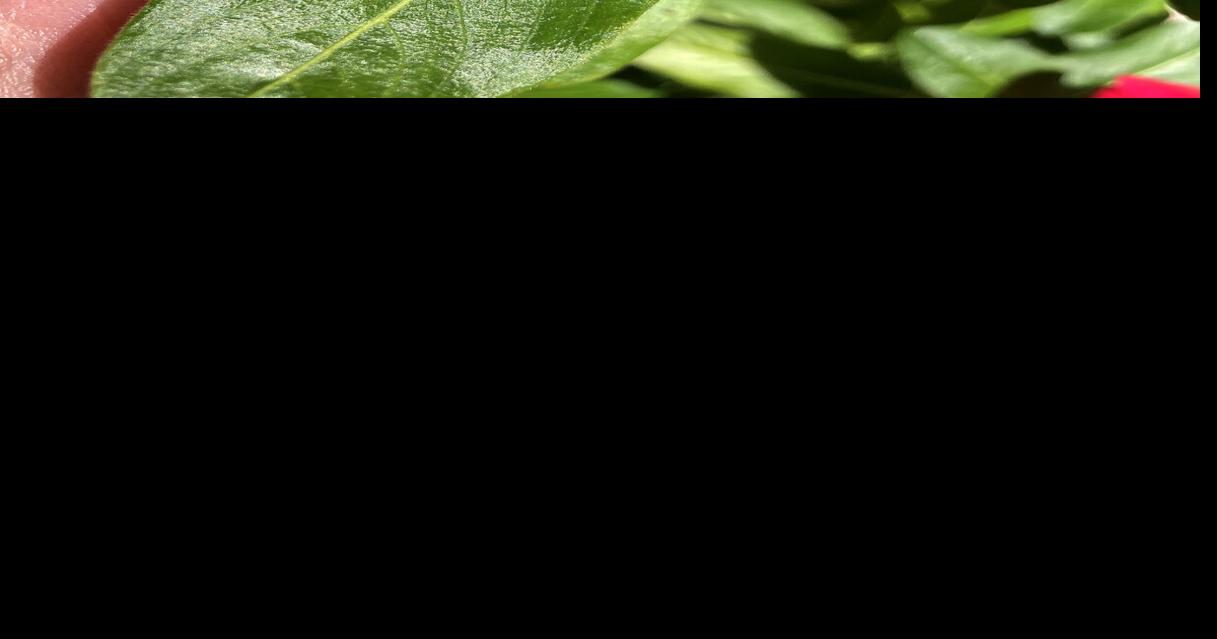 Neil Sperry: Discoloration on vinca flower confounds