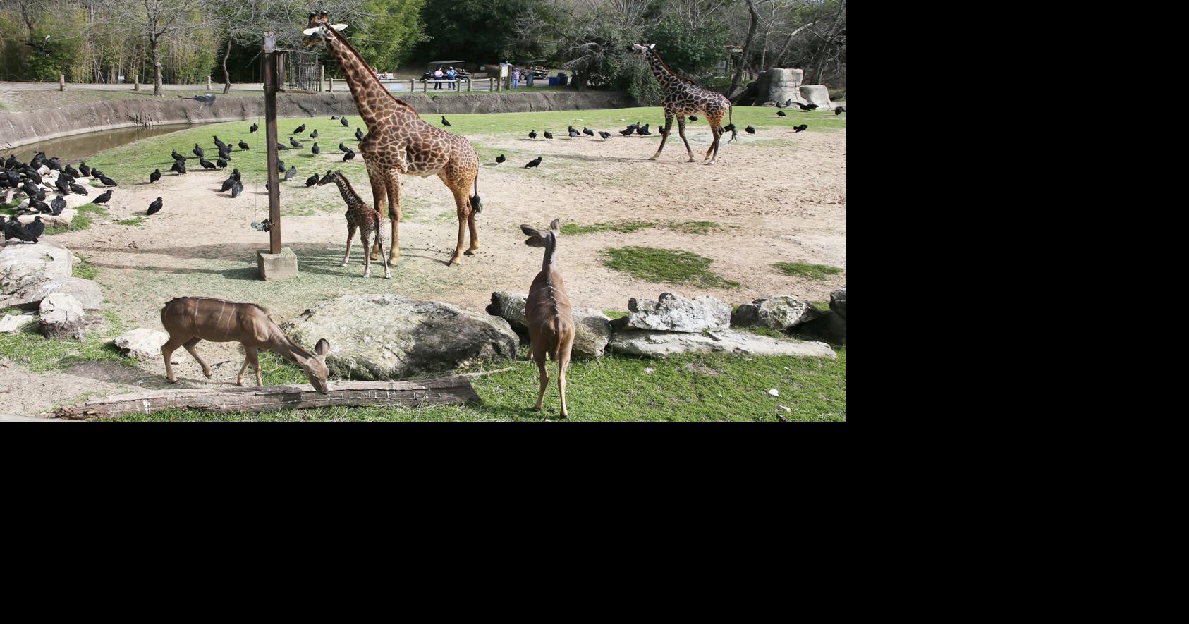 LETTERS: Look closer at timing of zoo issues; bike riders should pay ...