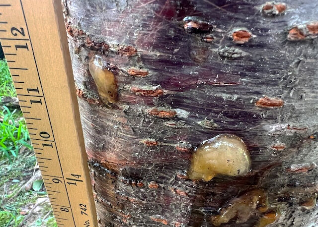 For pomegranates in Texas, west is better than east