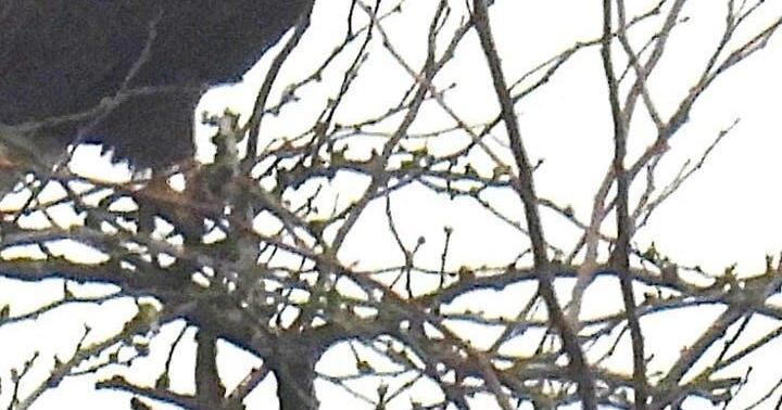 WATCH Bald eagle story soars with enduring symbolism