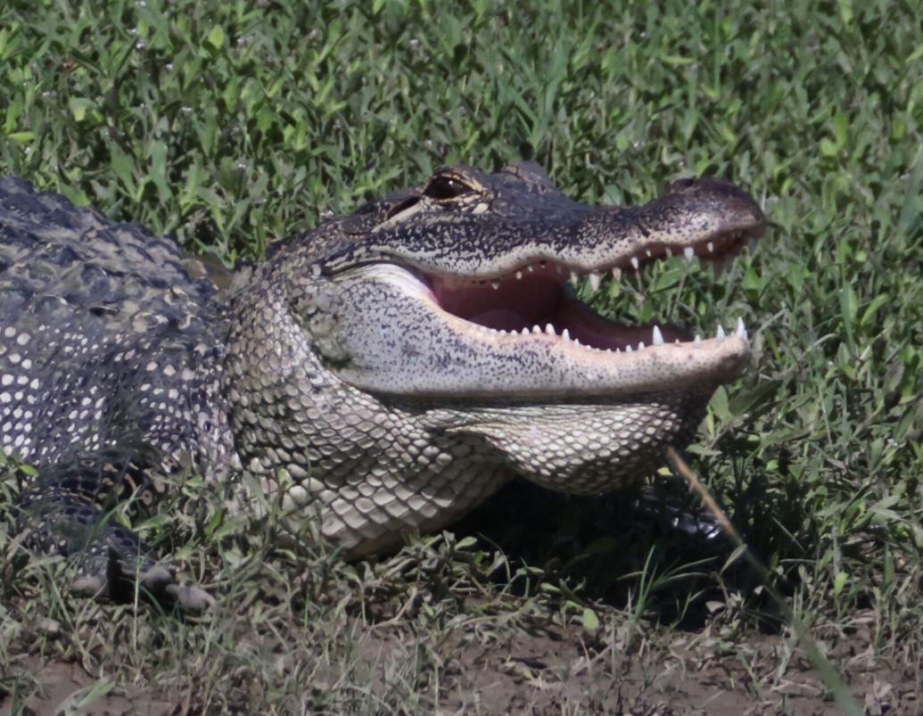 Gator spotted basking on the Brazos River in Waco