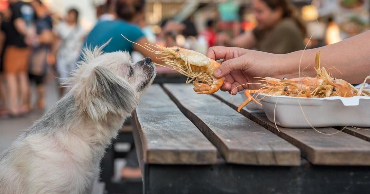 Dog-friendly destination 'dupes' that promise unFURgettable memories