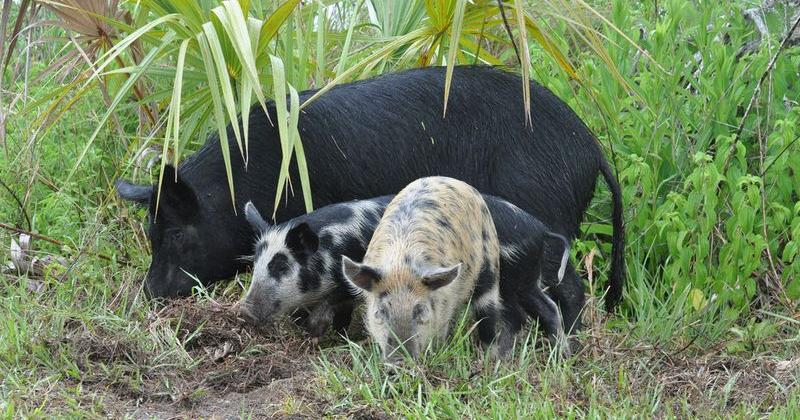 Maker of feral hog poison pulling product from Texas